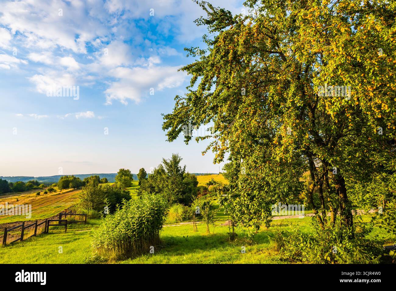Apricot tree with fruits in orchard in summer season, Roztocze region ...