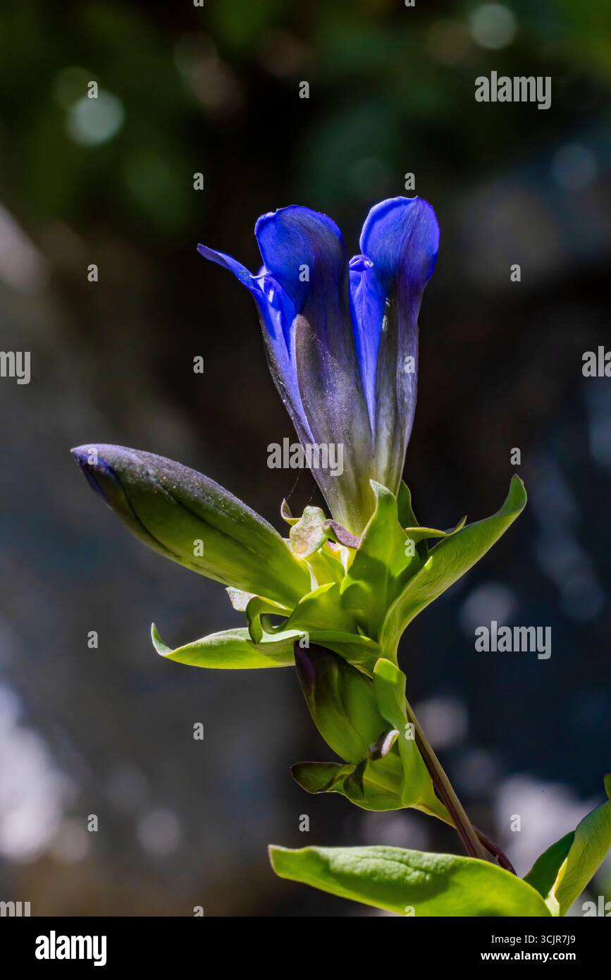 Mountain Bog Gentian, Gentiana calycosa, Ansel Adams Wilderness, Inyo ...