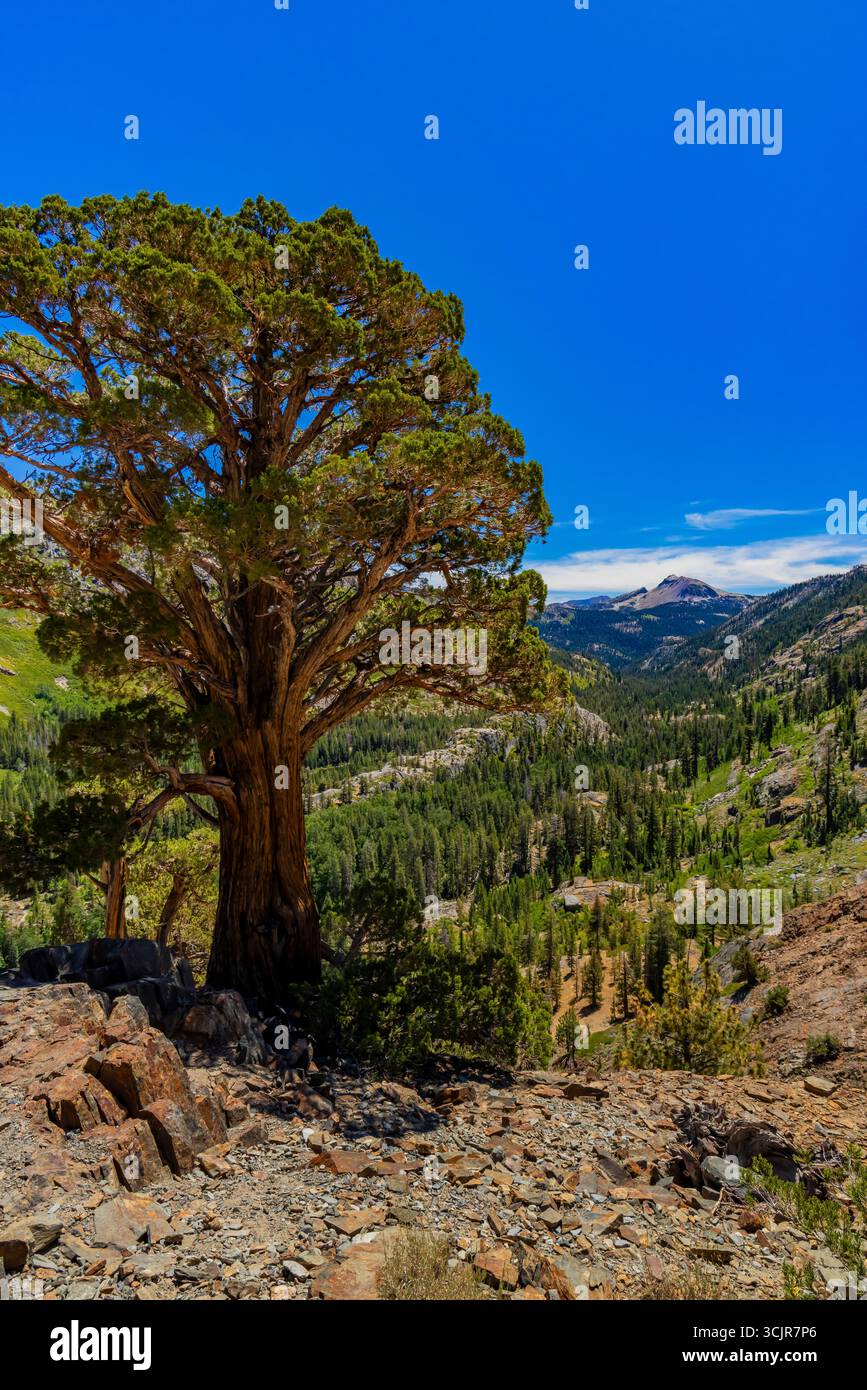Sierra Juniper, Juniperus grandis, along Shadow Lake Trail in the Ansel ...