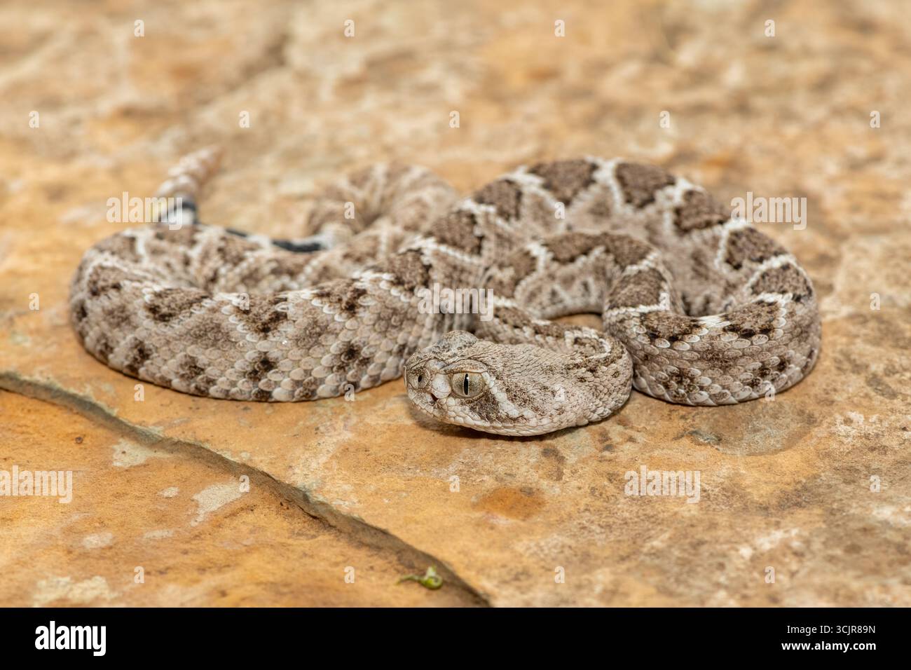 A beautiful juvenile western diamondback rattlesnake (Crotalus atrox ...