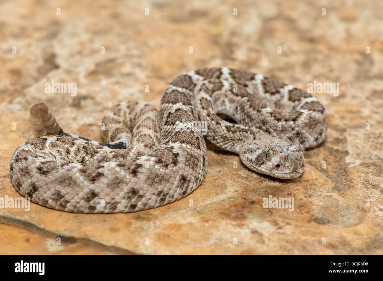A beautiful juvenile western diamondback rattlesnake (Crotalus atrox), also known as a Texas ...