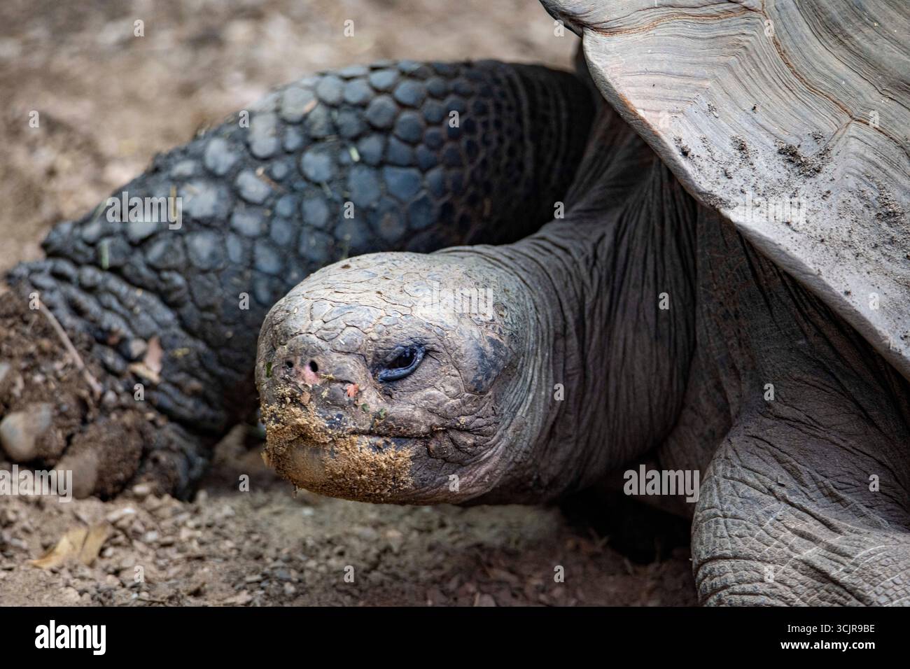 The Galapagos Tortoise or Galapagos Giant Tortoise (Chelonoidis niger ...
