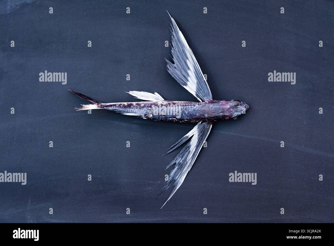 Flyingfish hi-res stock photography and images - Alamy