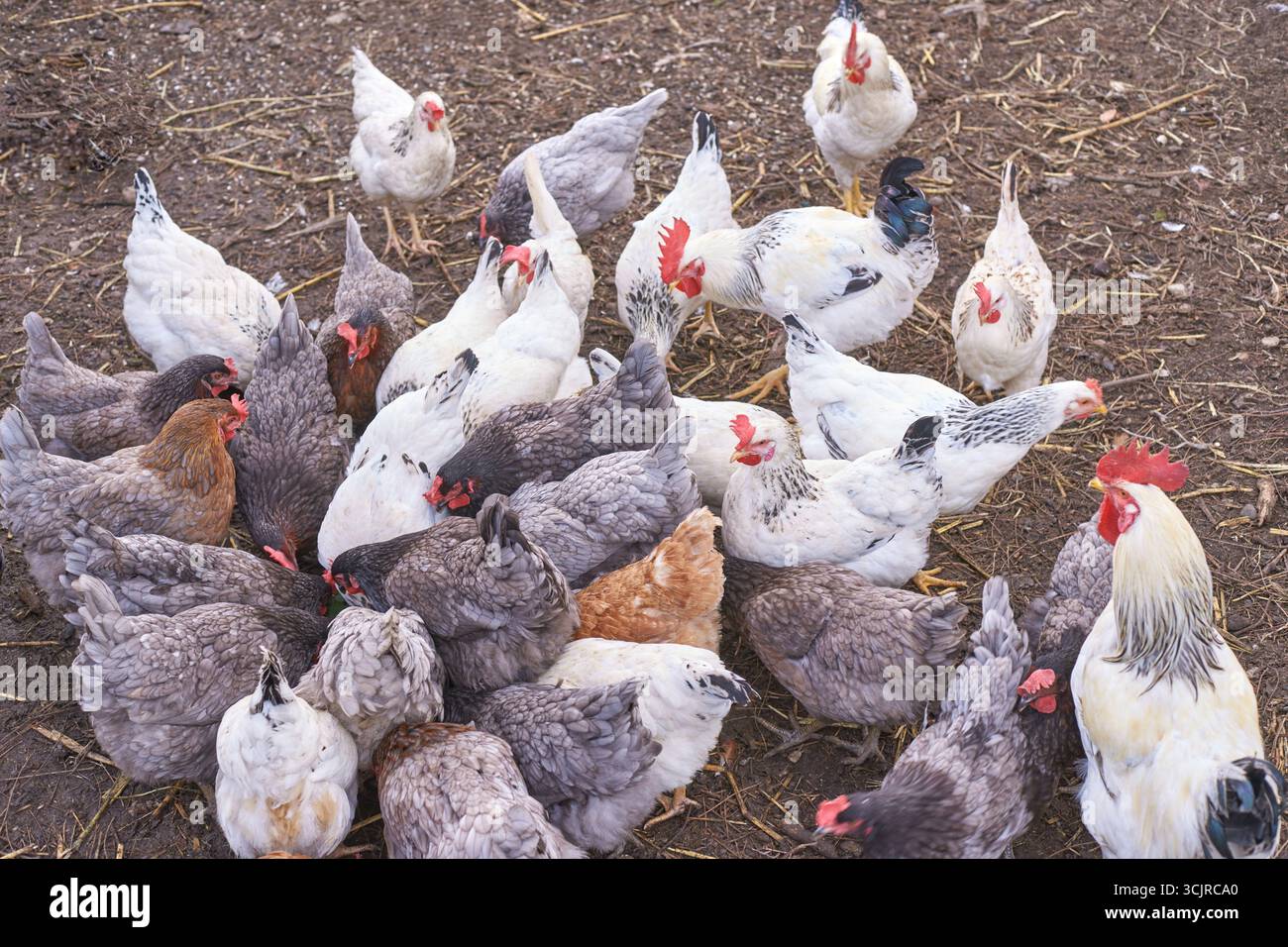 Large flock of mixed breed chickens foraging on farm ground with ...