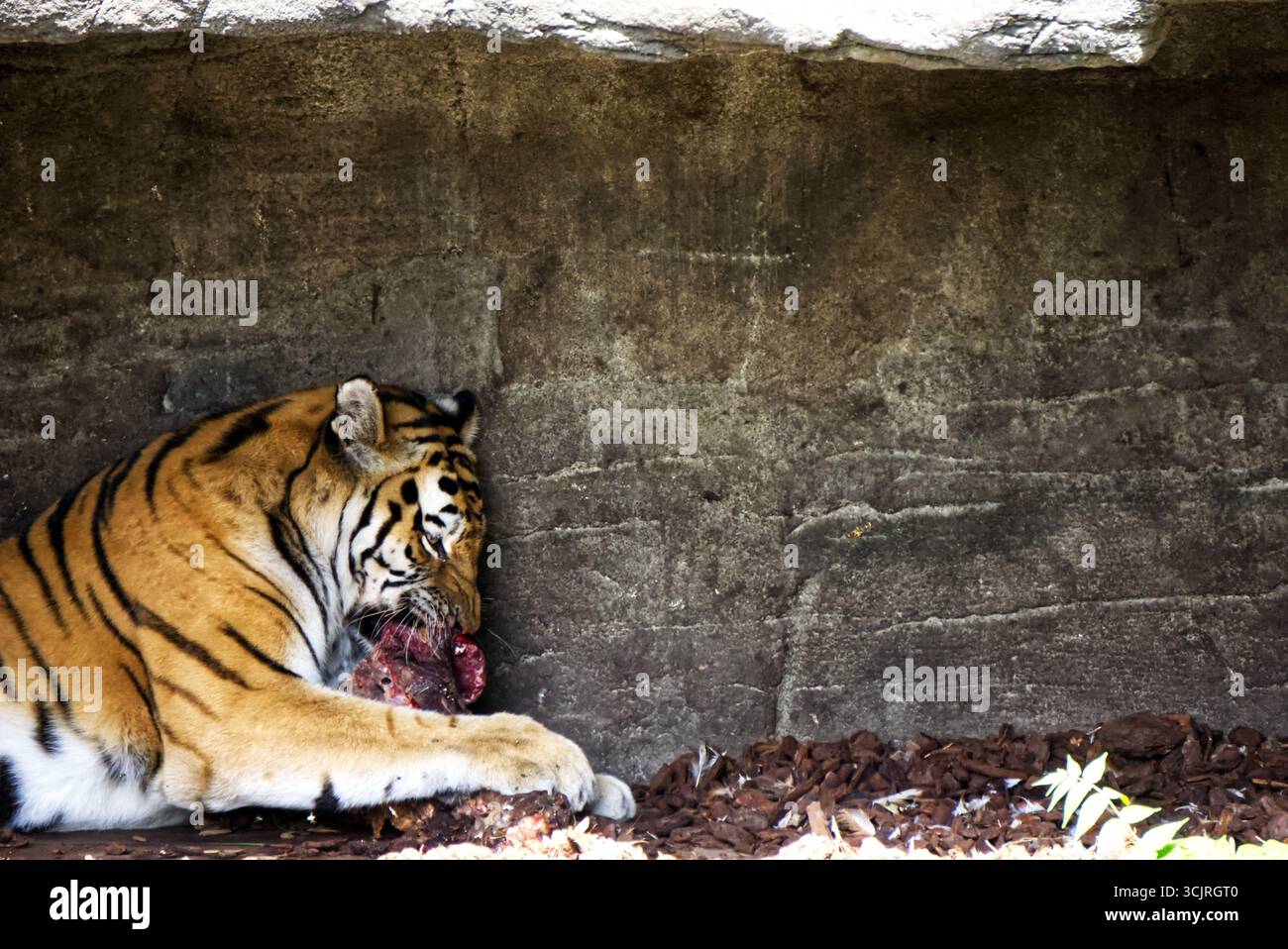 Tiger meat eating not shrimp hi-res stock photography and images - Alamy