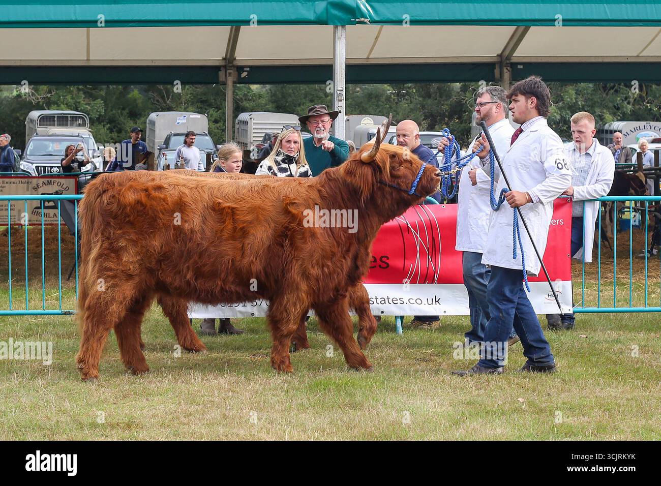 Cattle Showing at the 244th Wolsingham Show, County Durham 2025 Stock ...