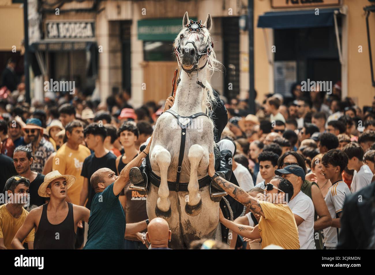 Mahon, Spain. 8 September, 2025: A 'caixer' (horse rider) rears up on ...