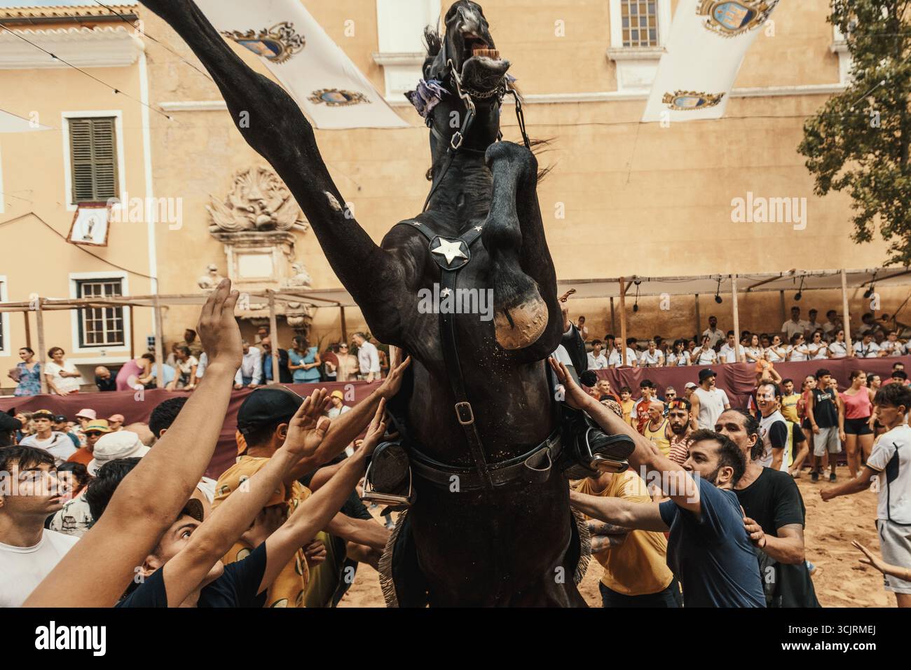 Mahon, Spain. 8 September, 2025: A 'caixer' (horse rider) rears up on ...