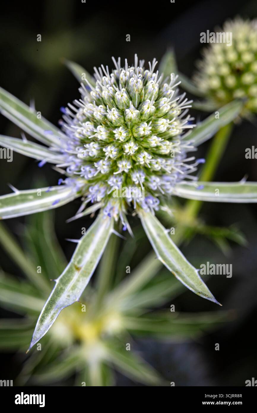 Natural close up flowering plant portrait of Sea Holly (Eryngium ...