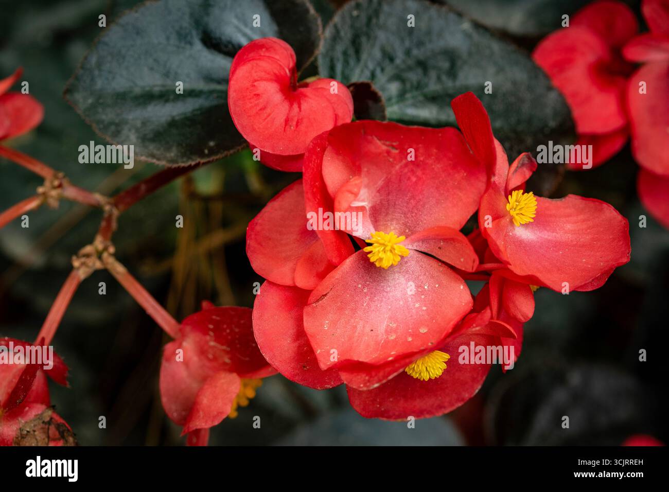Natural close up flowering plant portrait of the stunning Begonia ...
