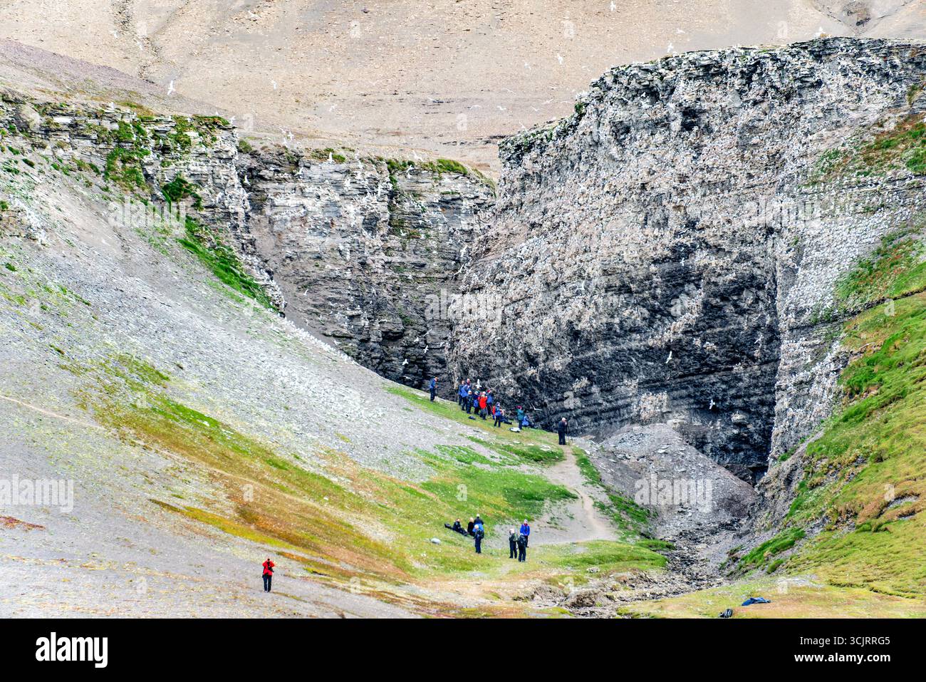 Kittiwake Bird Colony At Kapp Waldburg Svalbard Norway // KAPP WALDBURG ...
