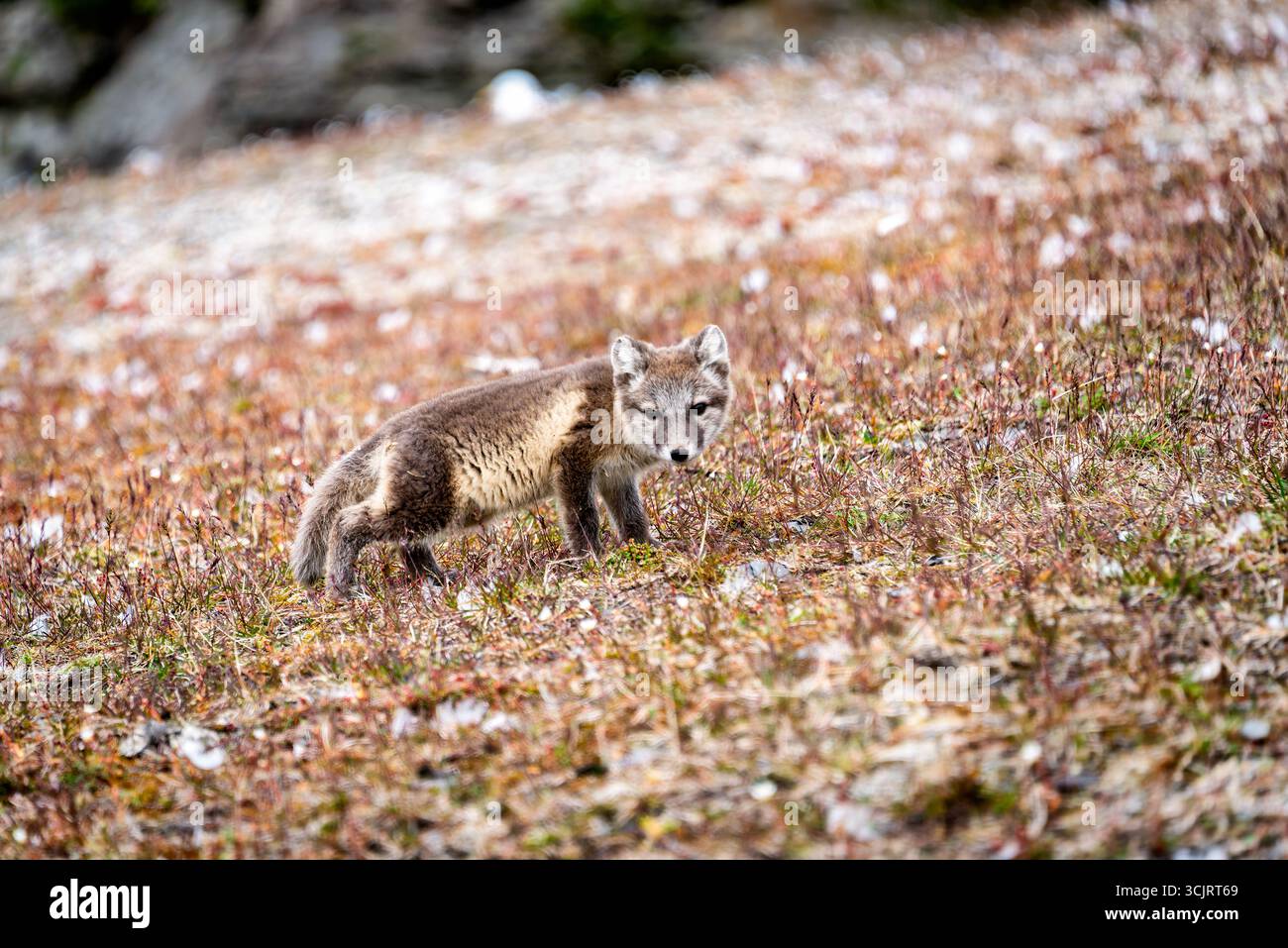 Norway arctic fox hi-res stock photography and images - Alamy
