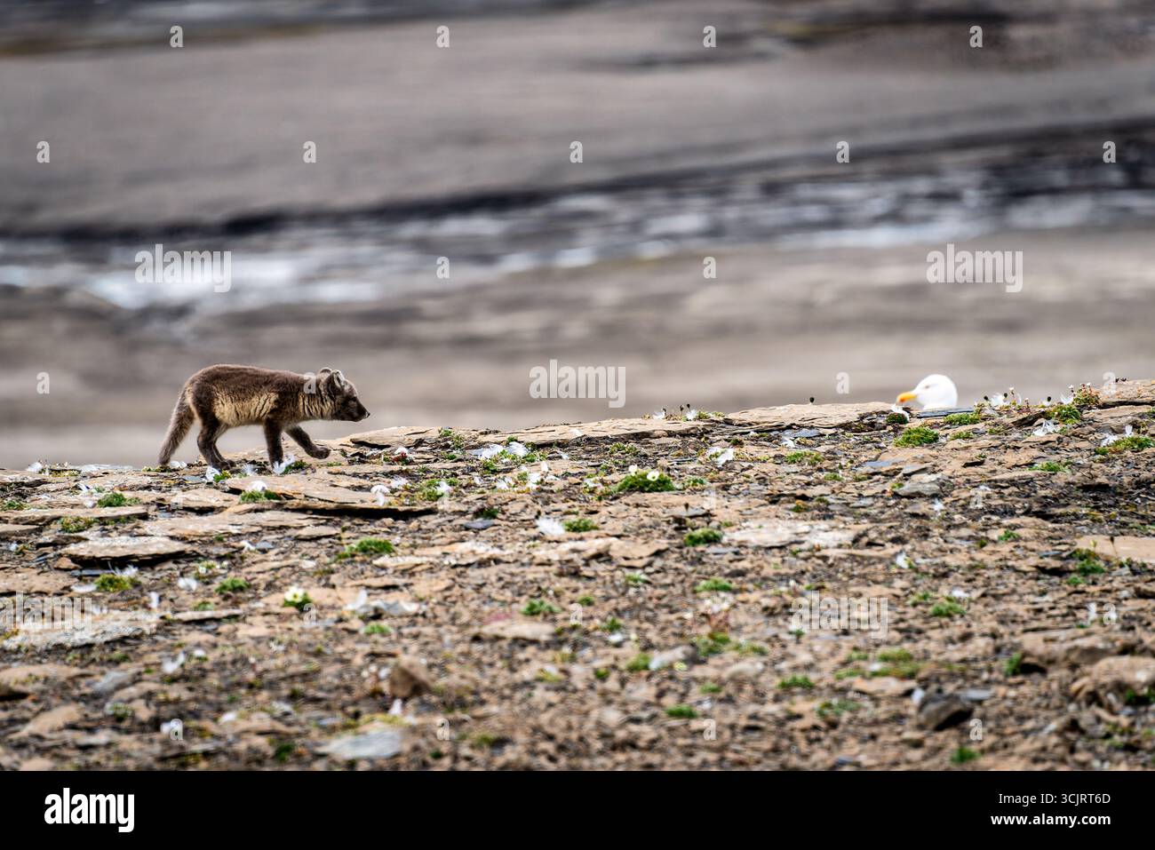 Arctic Fox And Seagull On Rocky Ground Svalbard Norway // KAPP WALDBURG ...