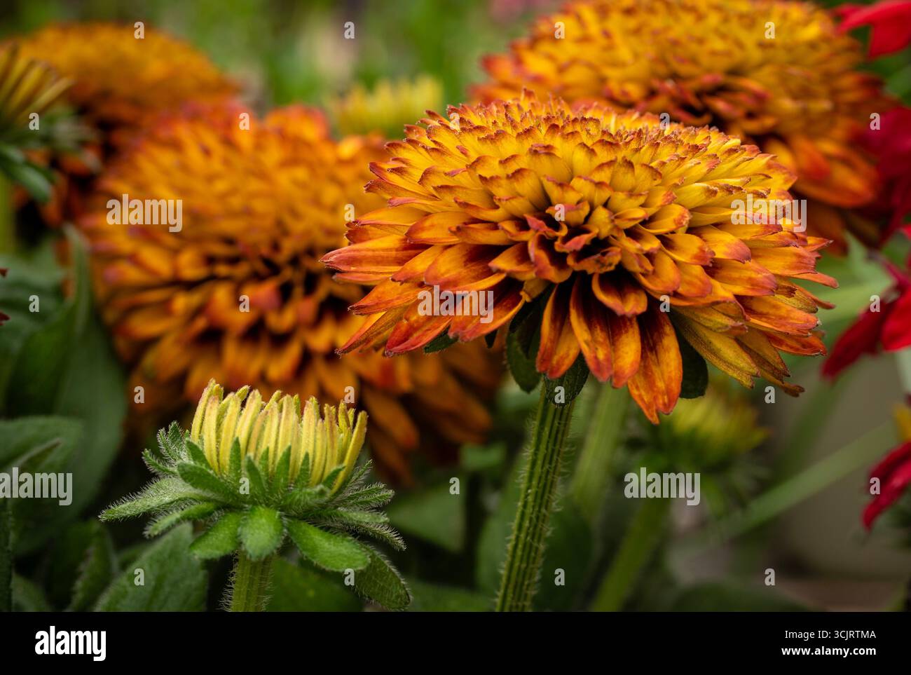 Rudbeckia fireball hi-res stock photography and images - Alamy