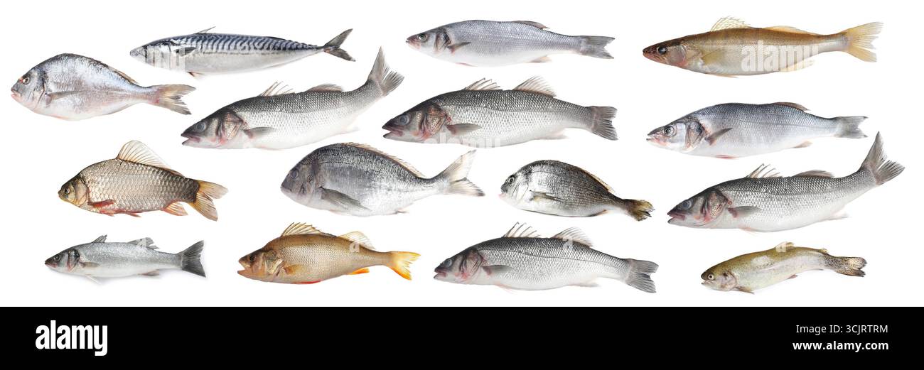 Different types of raw fish isolated on white, collage Stock Photo - Alamy
