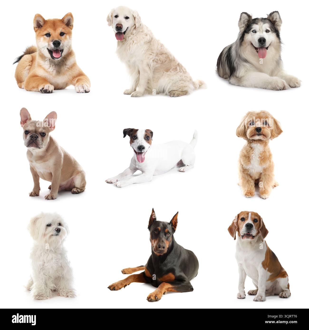 Maltipoo jack russell terrier dogs hi-res stock photography and images ...