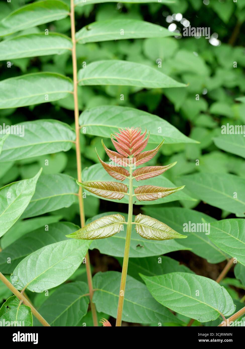 Tree of heaven hi-res stock photography and images - Alamy