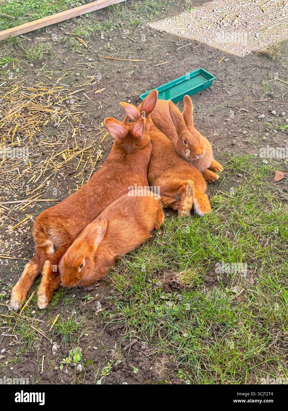 Four brown rabbits resting close together on grass and soil in an ...