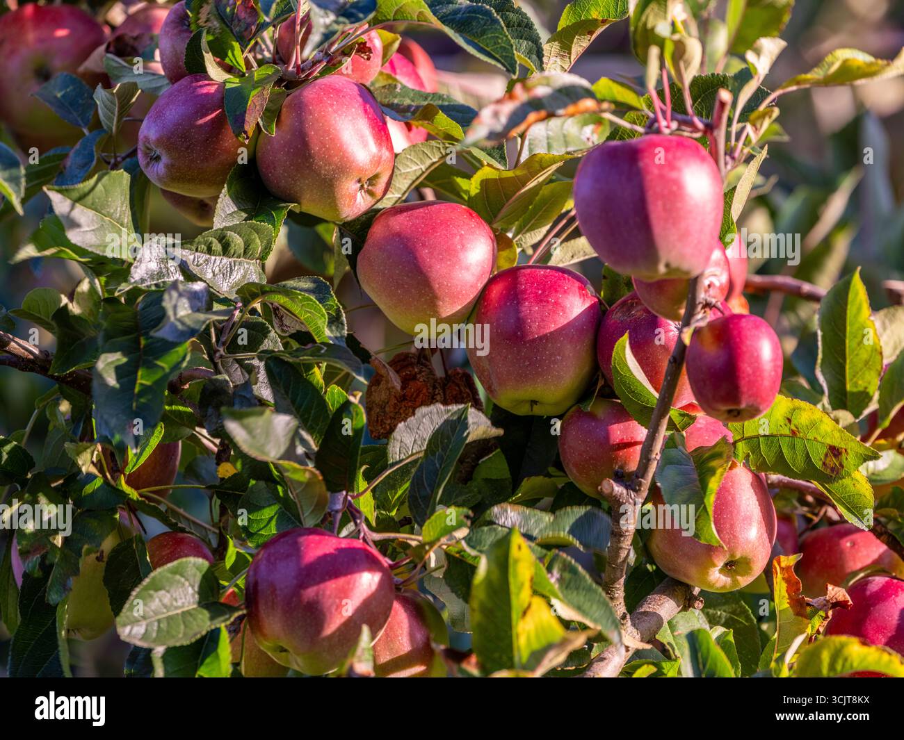 Reife rote Äpfel an einem Apfelbaum Malus domestica Braunschweig Niedersachsen Deutschland ...