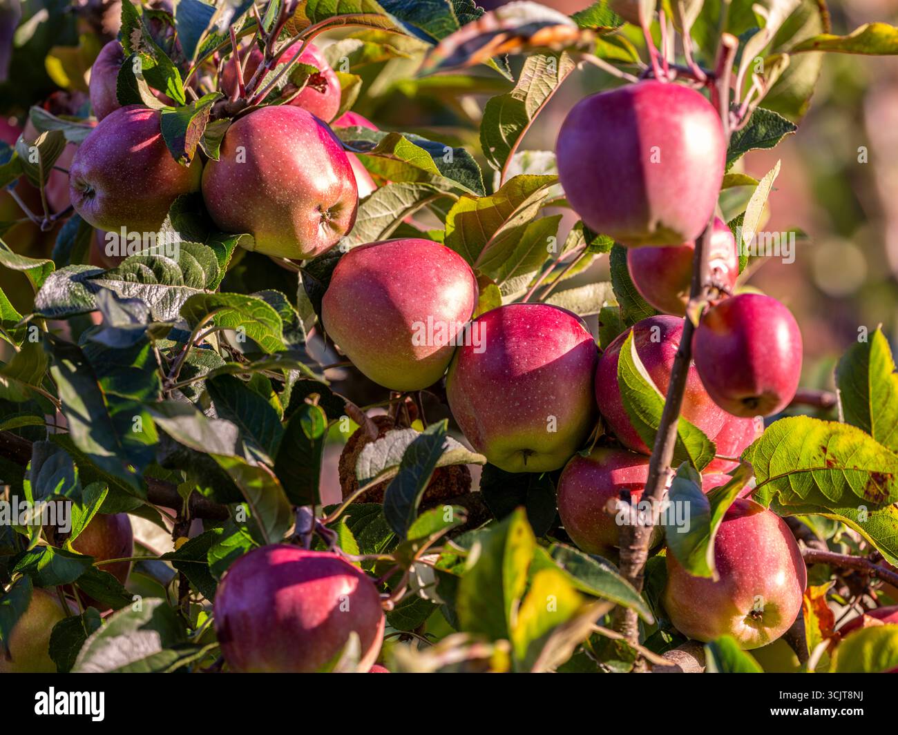 Reife rote Äpfel an einem Apfelbaum Malus domestica Braunschweig ...