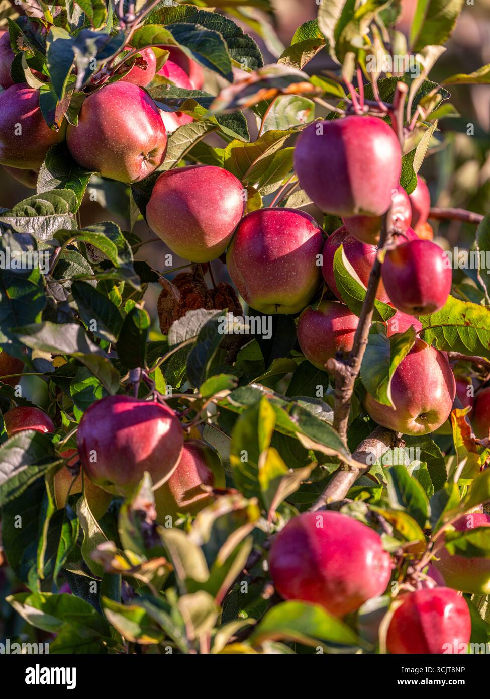 Reife rote Äpfel an einem Apfelbaum Malus domestica Braunschweig ...