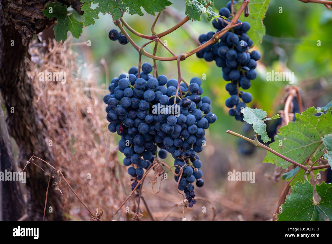 Vineyards with ripe blue Pinot noir Spatburgunder grapes, rows of ...