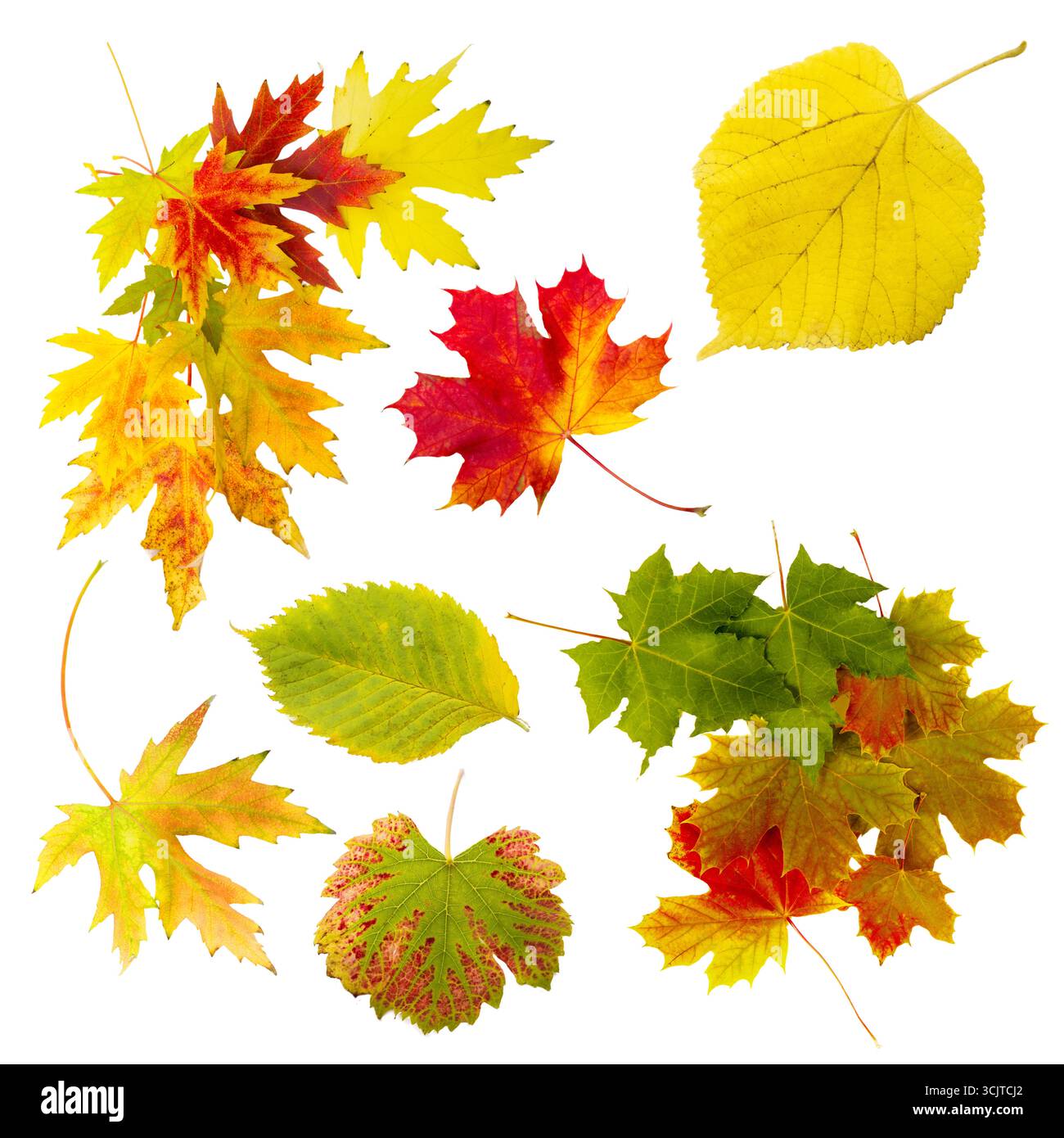 various fall leaves, cut-out, composing Stock Photo - Alamy