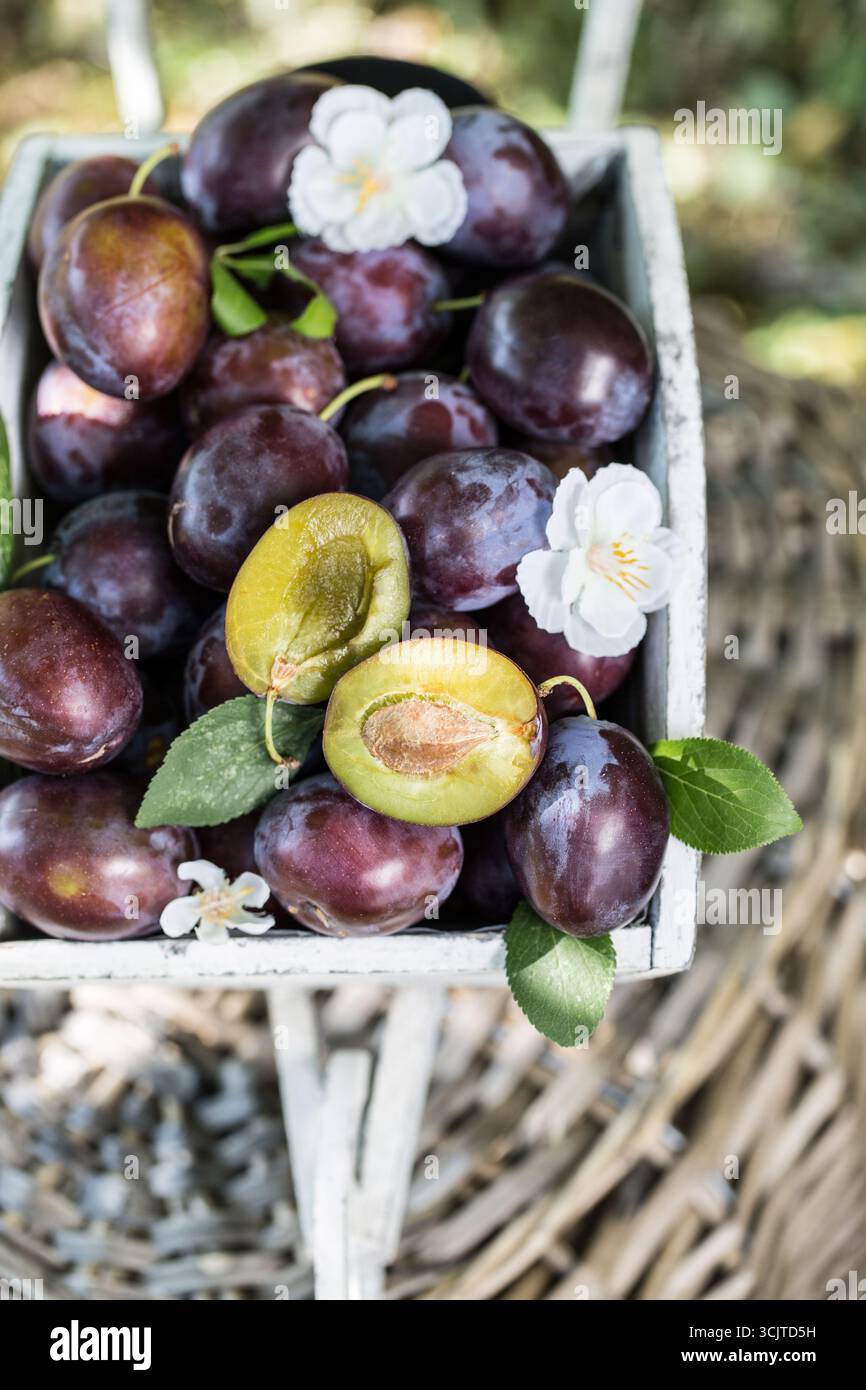 Plums in box freshly picked hi-res stock photography and images - Alamy