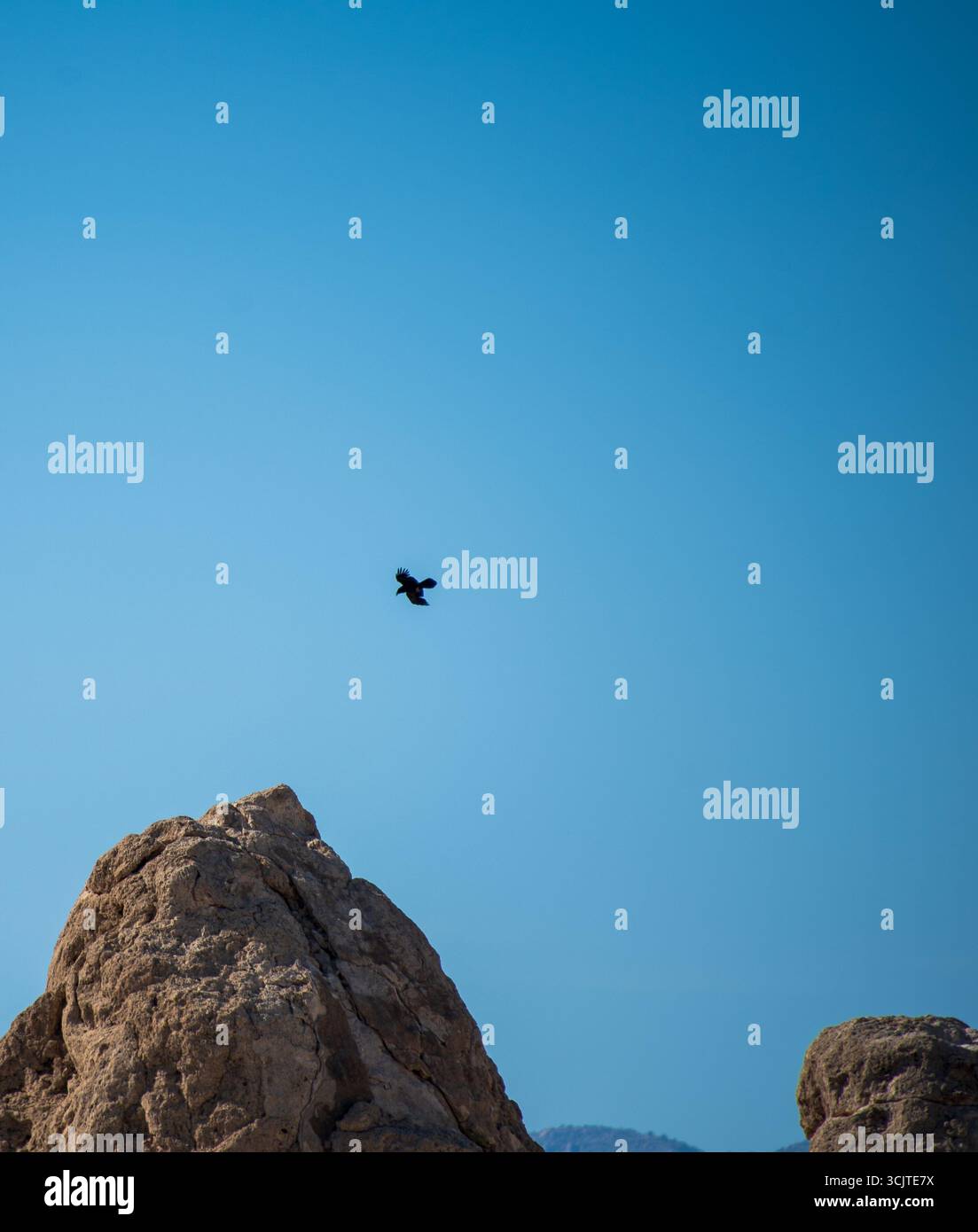 black bird flying in the desert on hot summer day with clear skies ...