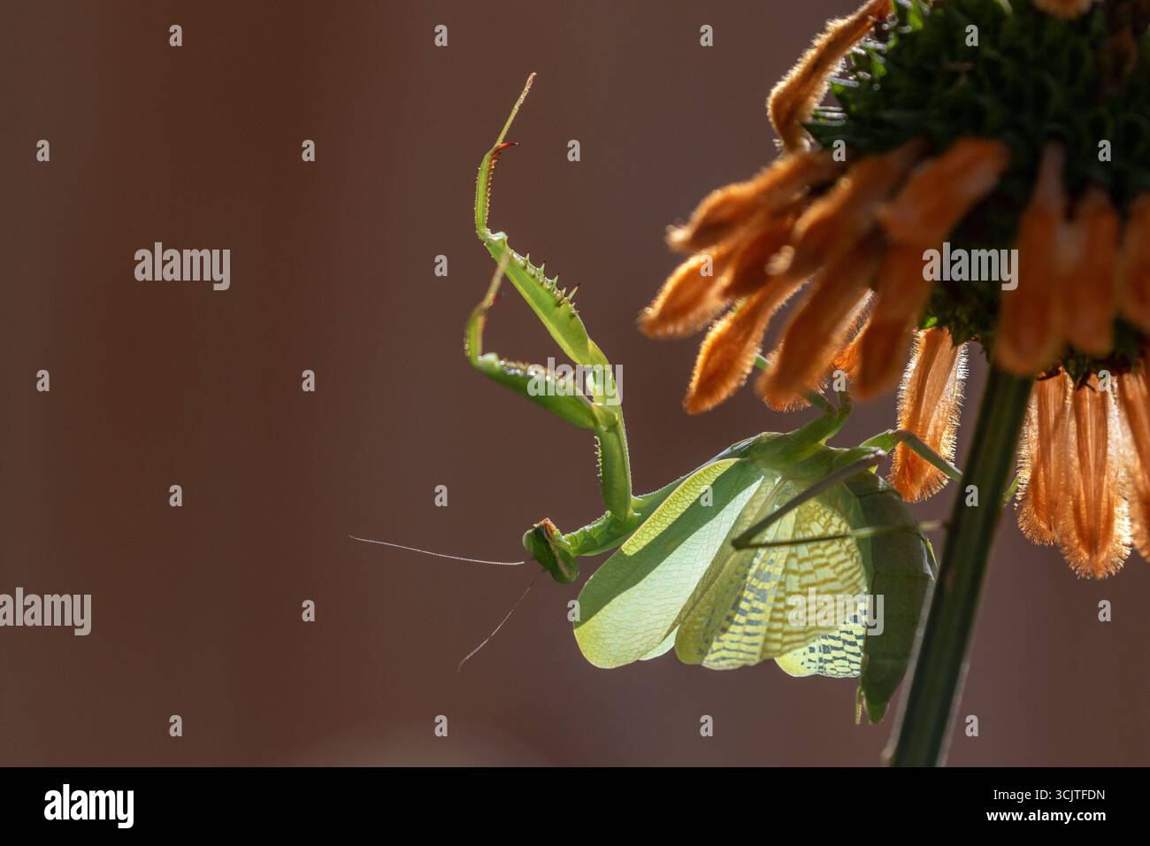 Praying mantis with wings out hi-res stock photography and images - Alamy