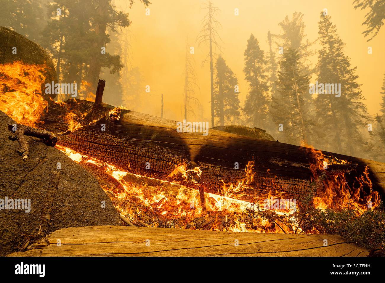 The Garnet Fire burns in the McKinley Grove area of the Sierra National Forest, Calif., on ...