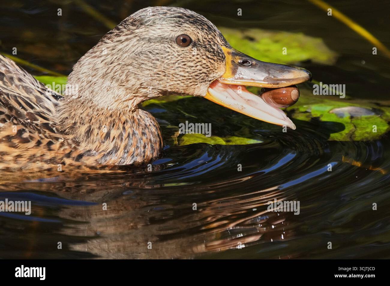 A duck foods by acorn in a channel at a city park in Riga, Latvia ...