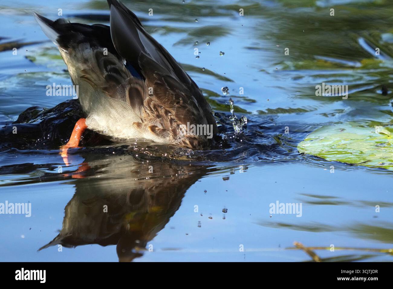 A duck dives for food in a channel at a city park in Riga, Latvia ...