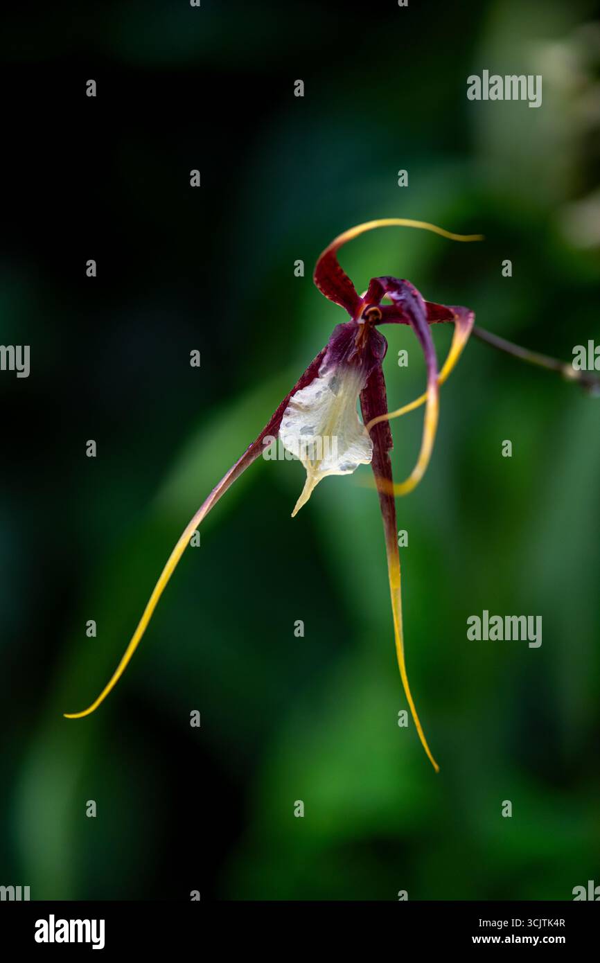 Cambria Brassia, a striking orchid variety known for its long, slender ...
