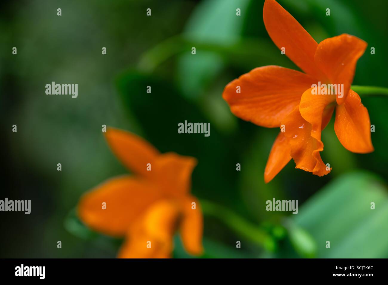 A photo of a beautiful orange orchid hybrid, known as ...