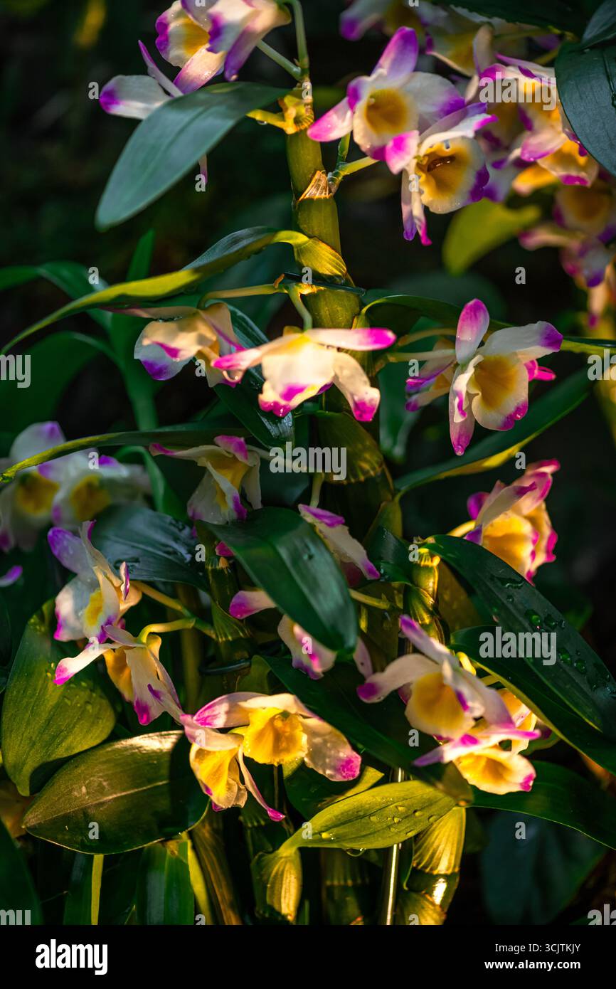 Dendrobium orchid blooming on branch with drop of water after rain in ...