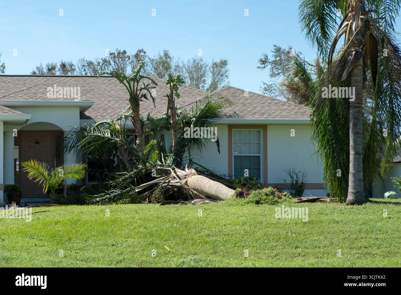 Uprooted palm tree after hi-res stock photography and images - Alamy