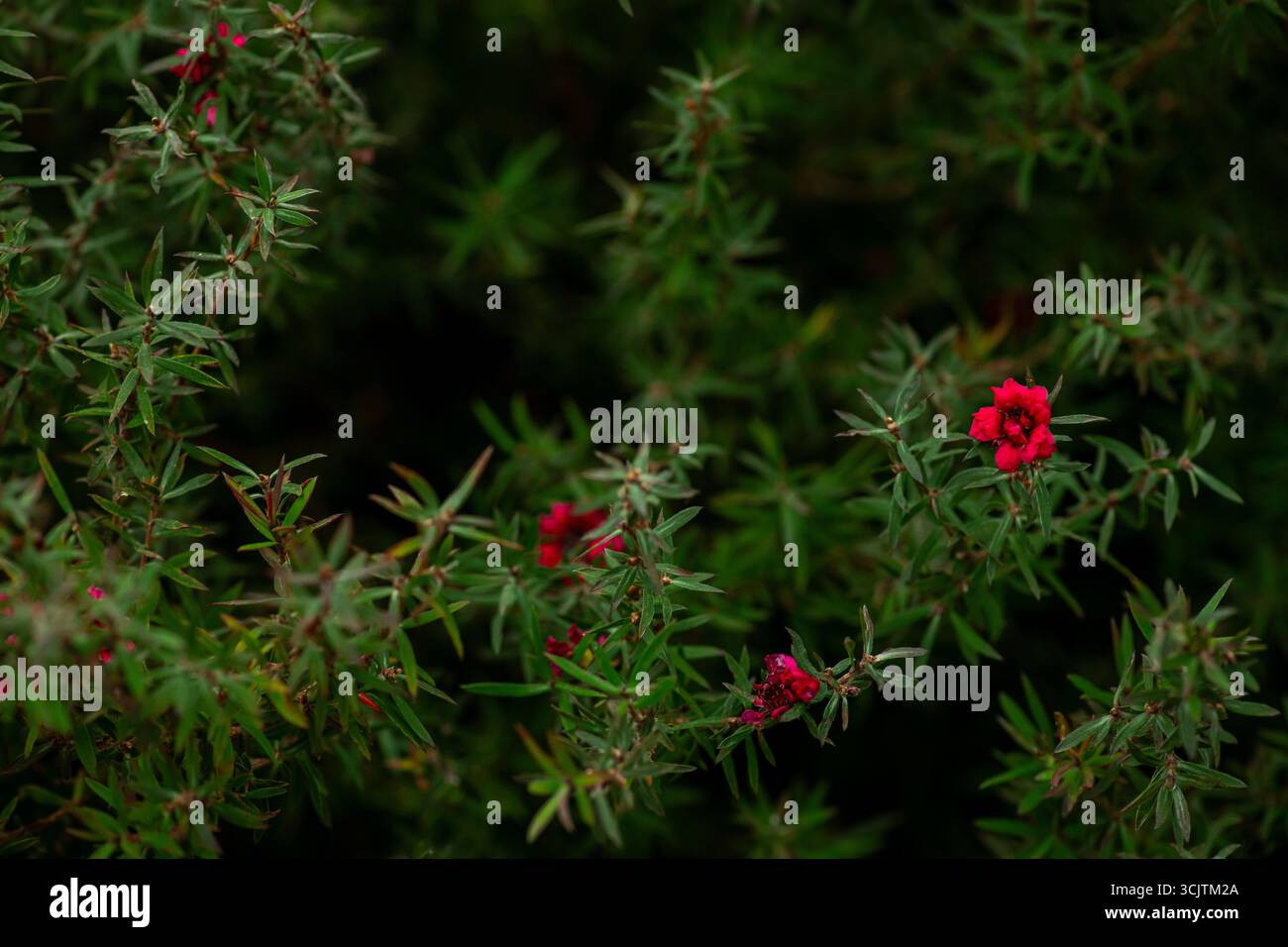 Beautiful Australian native pink tea tree, Leptospermum scoparium ...