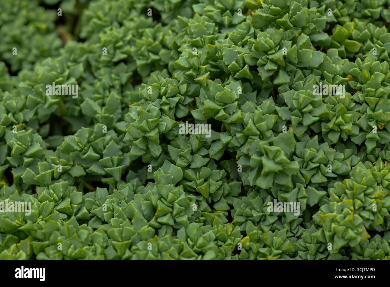 Honckenya peploides (Sea sandwort) in the coast of the Baltic Sea ...