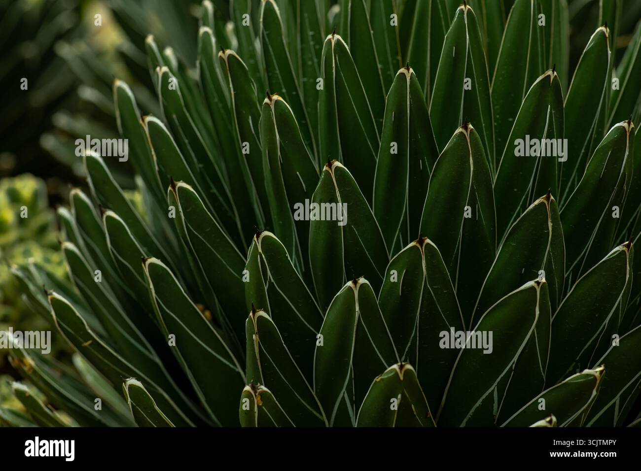 Queen Victoria Agave (Agave victoriae-reginae) is a striking succulent ...