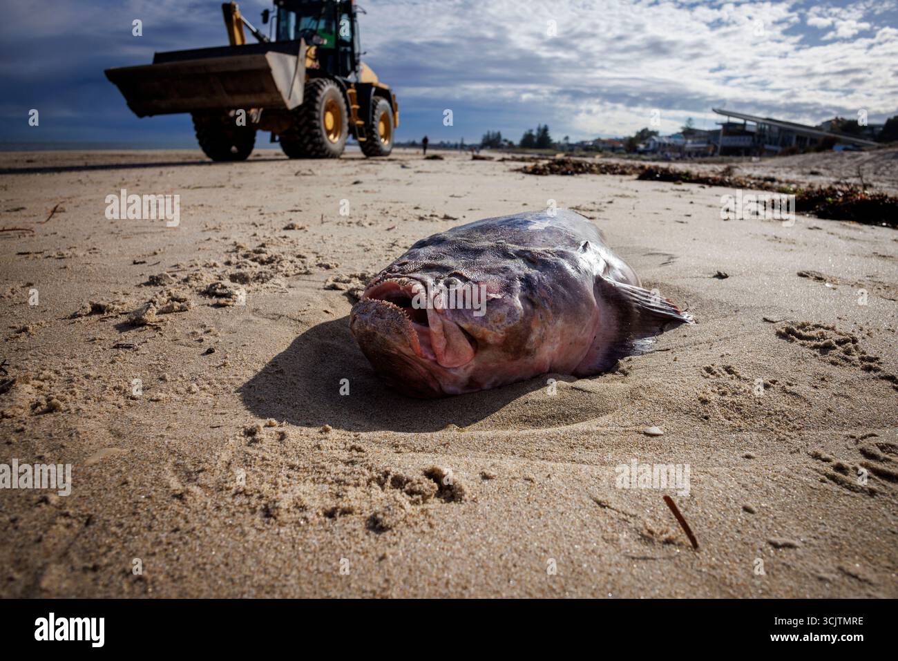 Dead fish at Seacliff Beach during the Senate Enquiry into the 'Algal ...