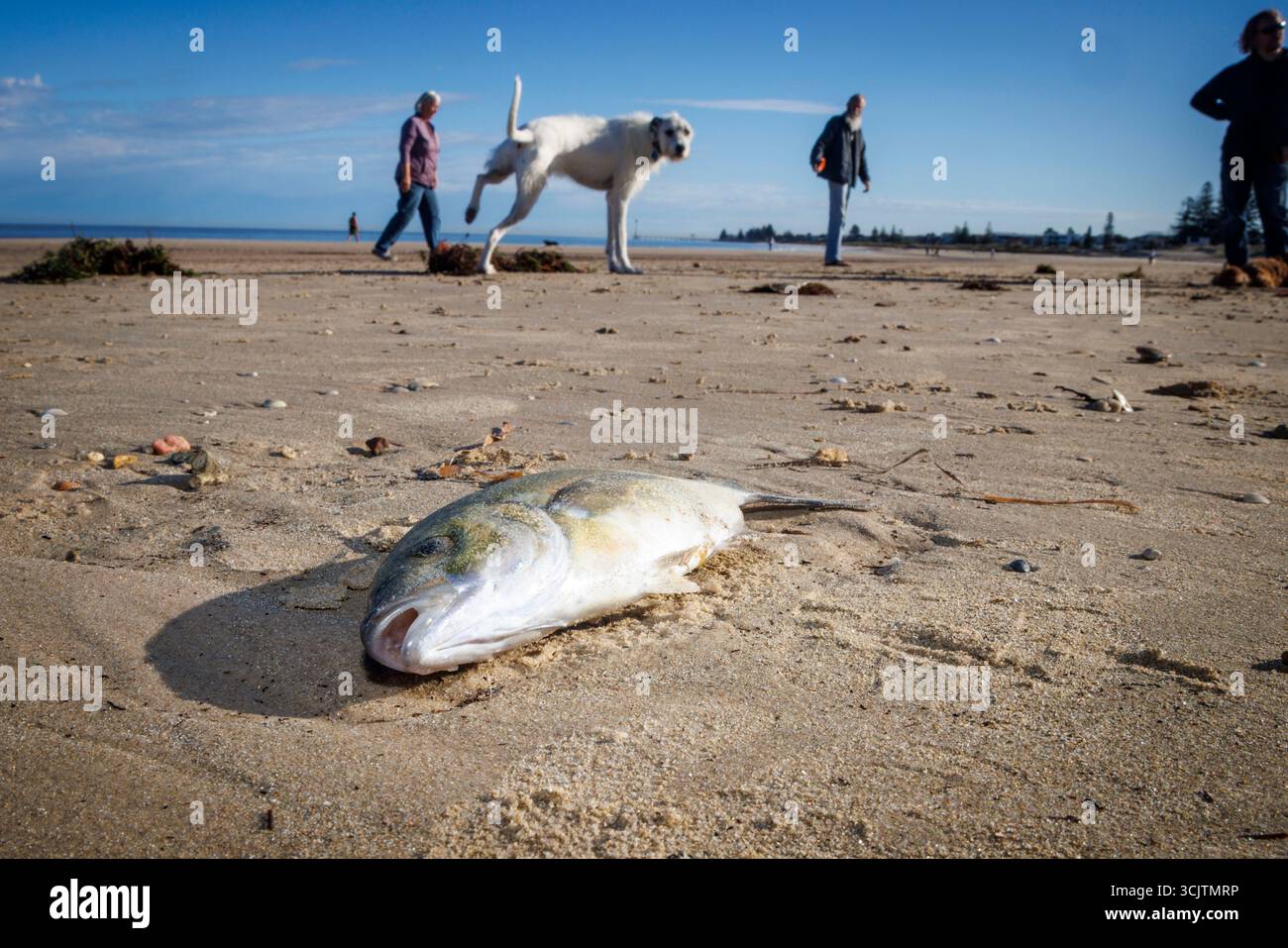 Dead fish at Seacliff Beach during the Senate Enquiry into the 'Algal ...