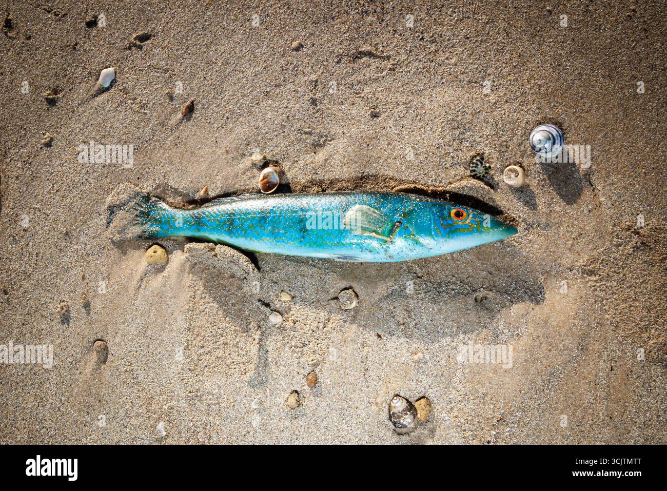 Dead fish at Seacliff Beach during the Senate Enquiry into the 'Algal ...