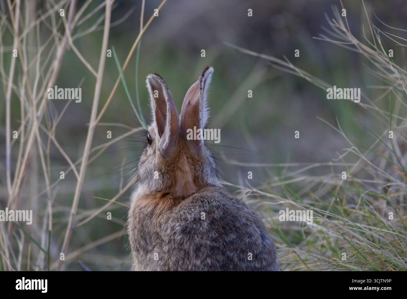 Desert cottontail (Sylvilagus audubonii) is prey for many predators ...