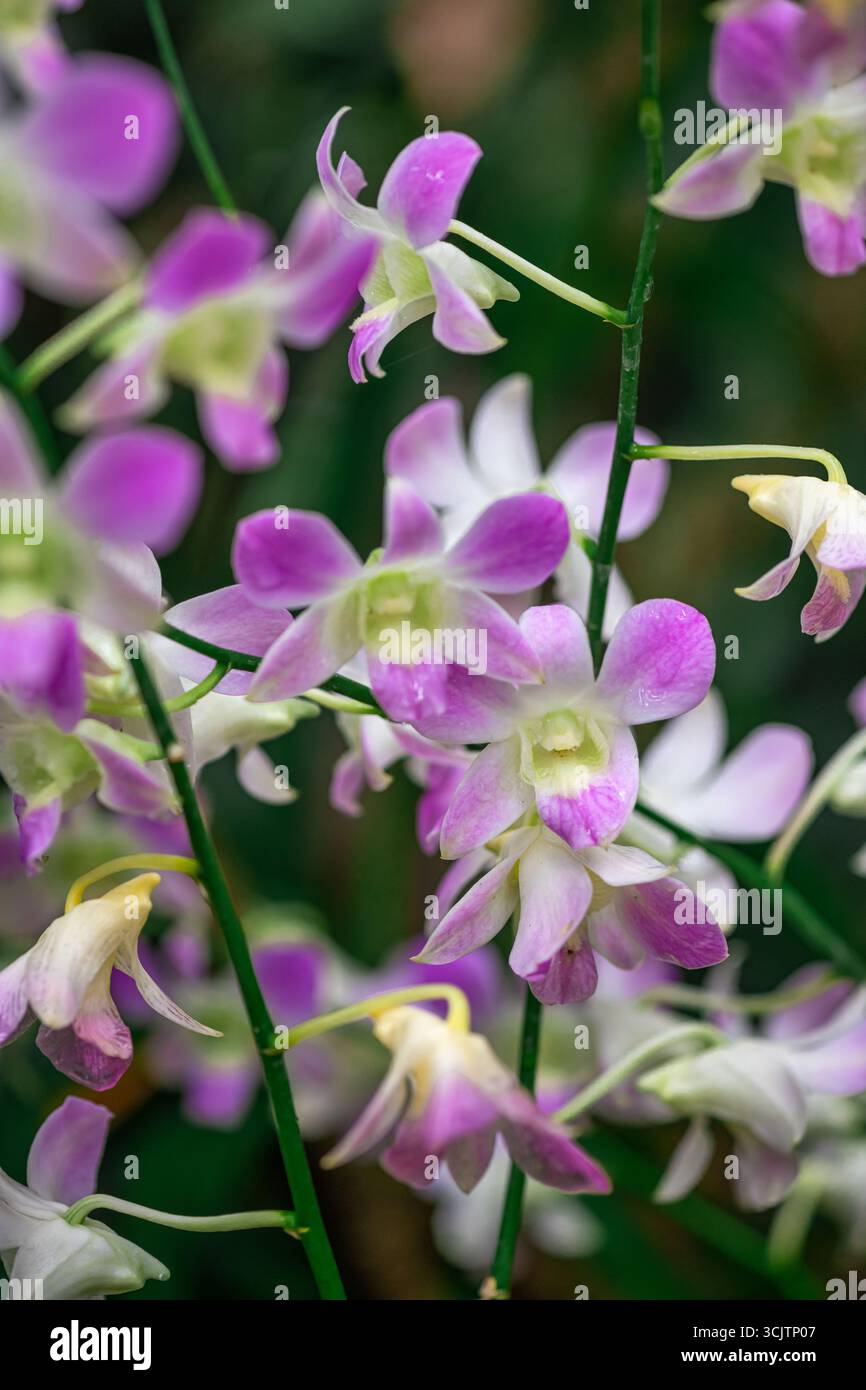 White and pink Dendrobium Australian Artist orchid in flower Stock ...