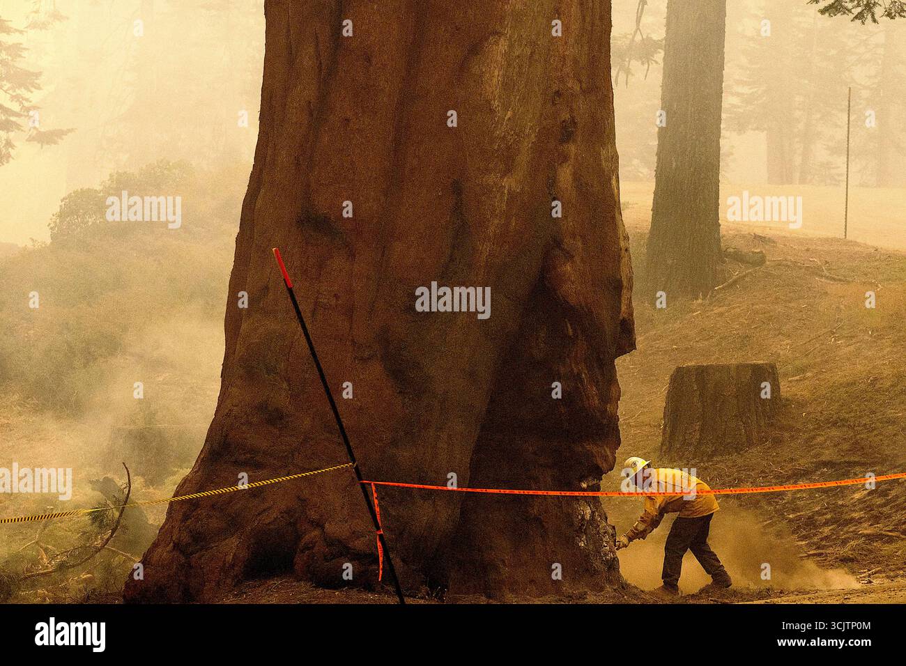 A PG&E firefighter extinguishes a hot spot next to a giant sequoia as ...