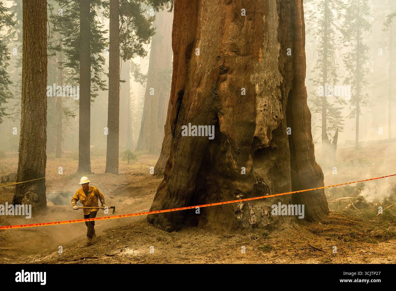 A PG&E firefighter extinguishes a hot spot next to a giant sequoia as the Garnet Fire burns ...