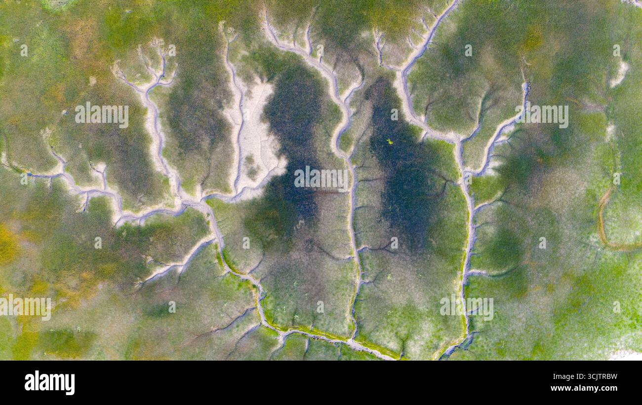 "Tidal trees," fan-shaped water traces left by the ebb tide, appear on ...