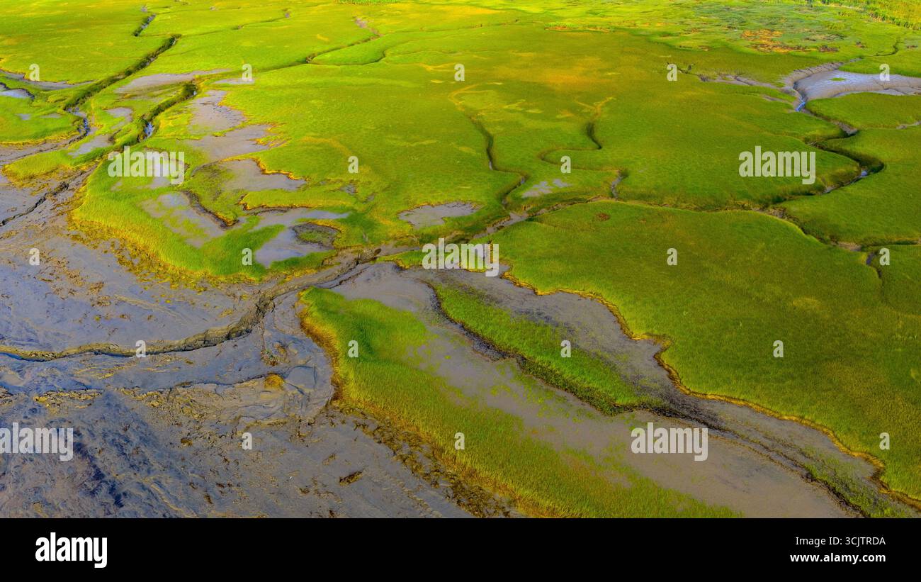 "Tidal trees," fan-shaped water traces left by the ebb tide, appear on ...