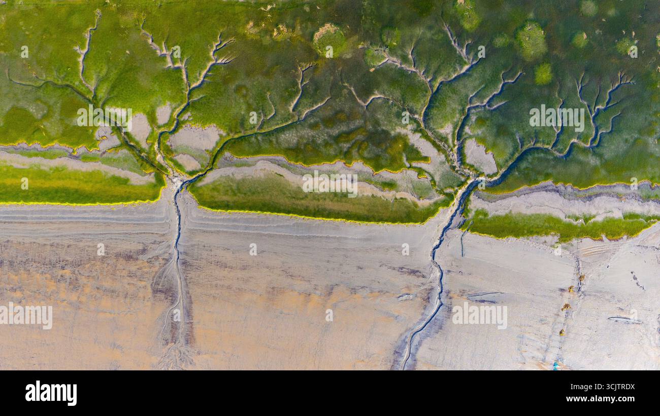 "Tidal trees," fan-shaped water traces left by the ebb tide, appear on ...